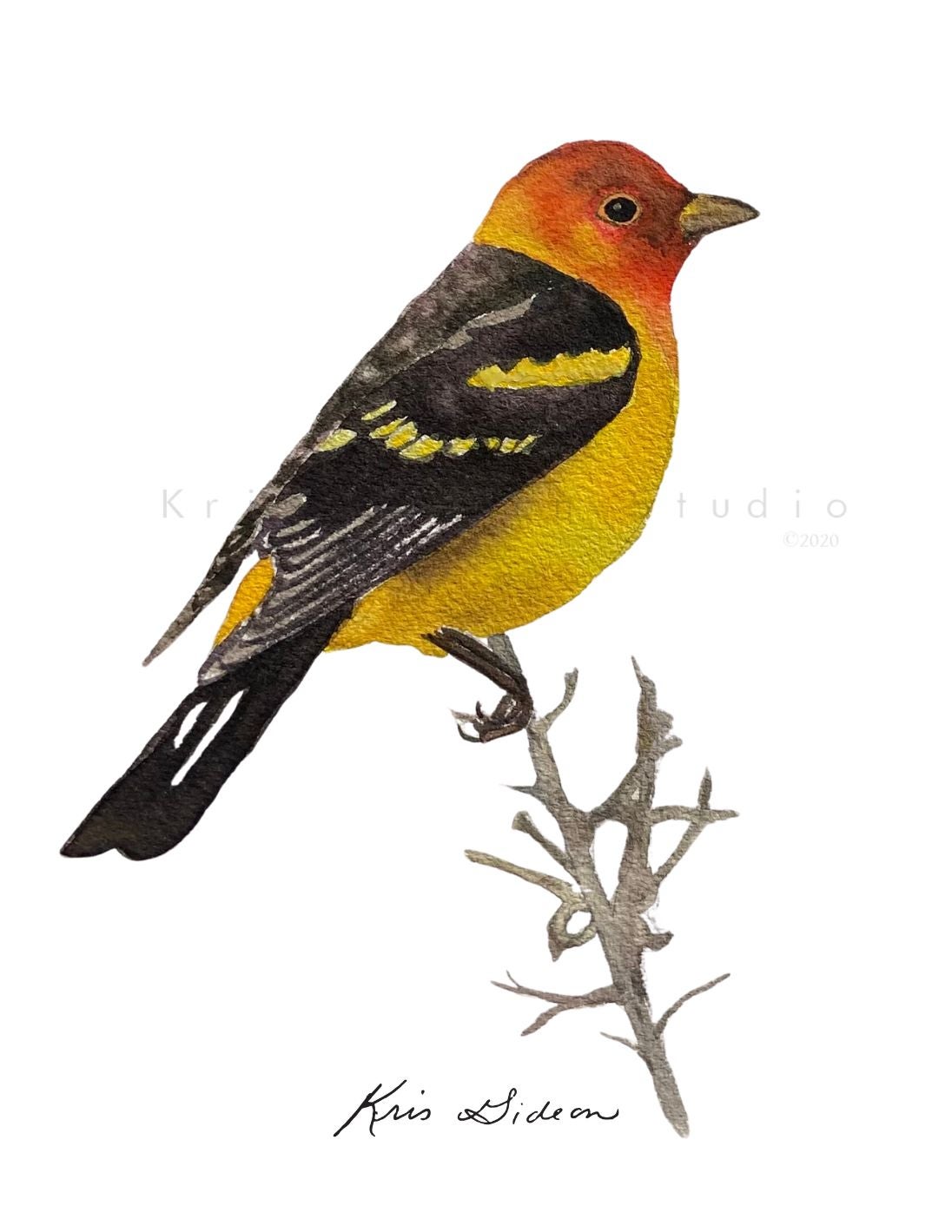 6 Available Spots. 7/26/25: Western Tanager | Kris Gideon Studio