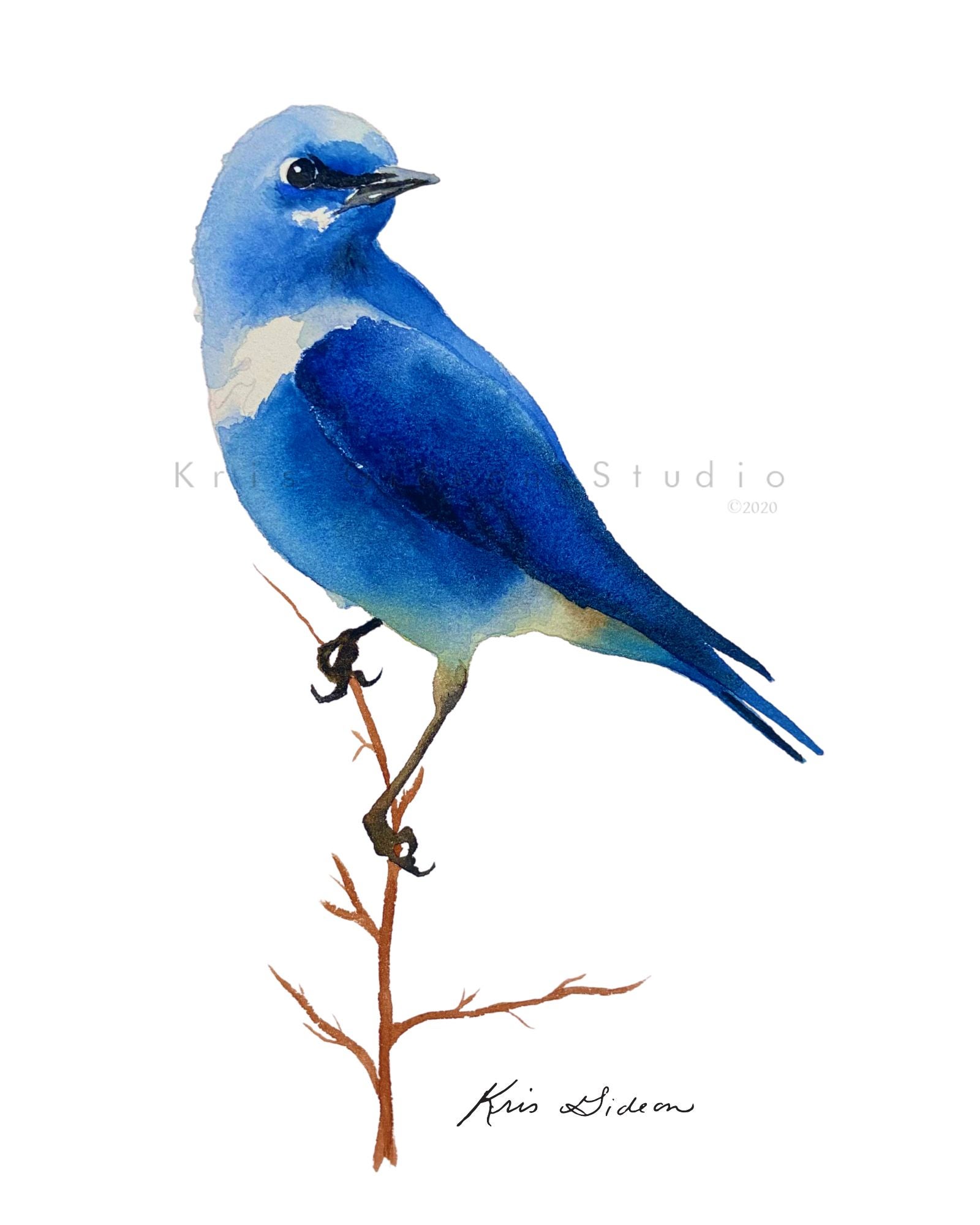 3 Available Spots. 7/19/25: Mountain Bluebird | Kris Gideon Studio