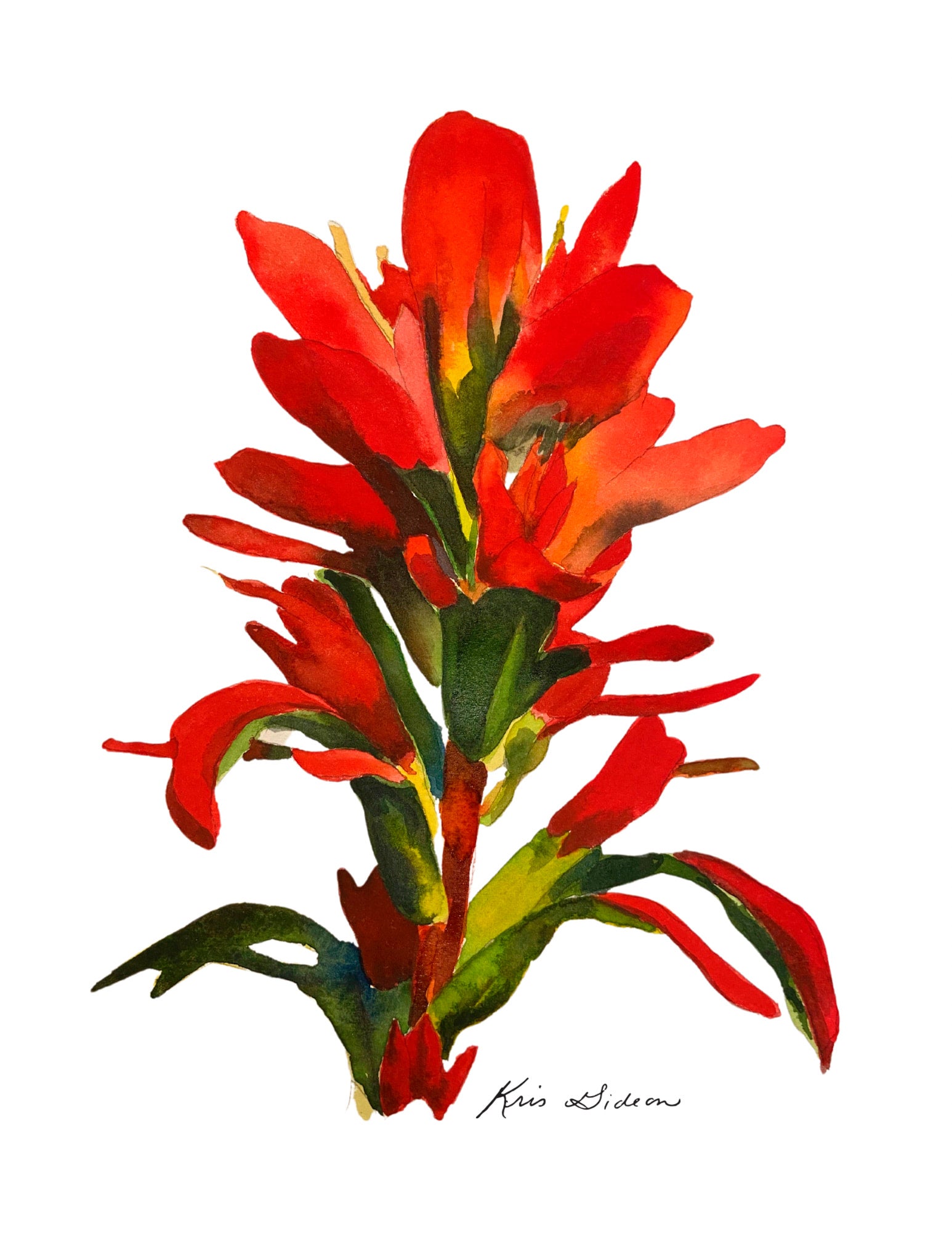 8/13/22 Beginner Watercolor Class: Indian Paintbrush | Kris Gideon